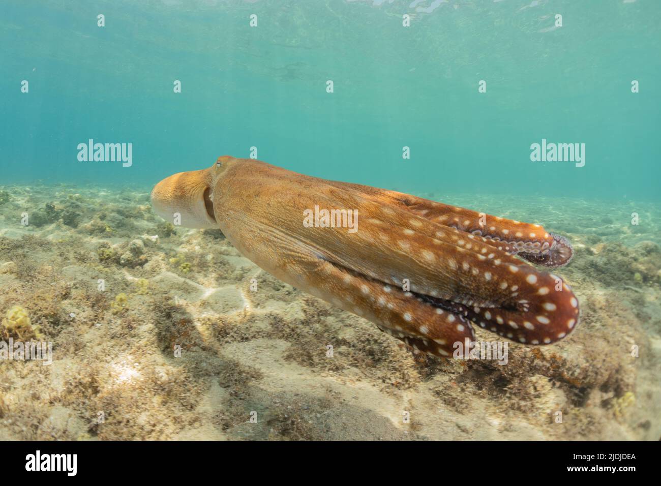 Octopus king of camouflage in the Red Sea, Eilat Israel Stock Photo - Alamy