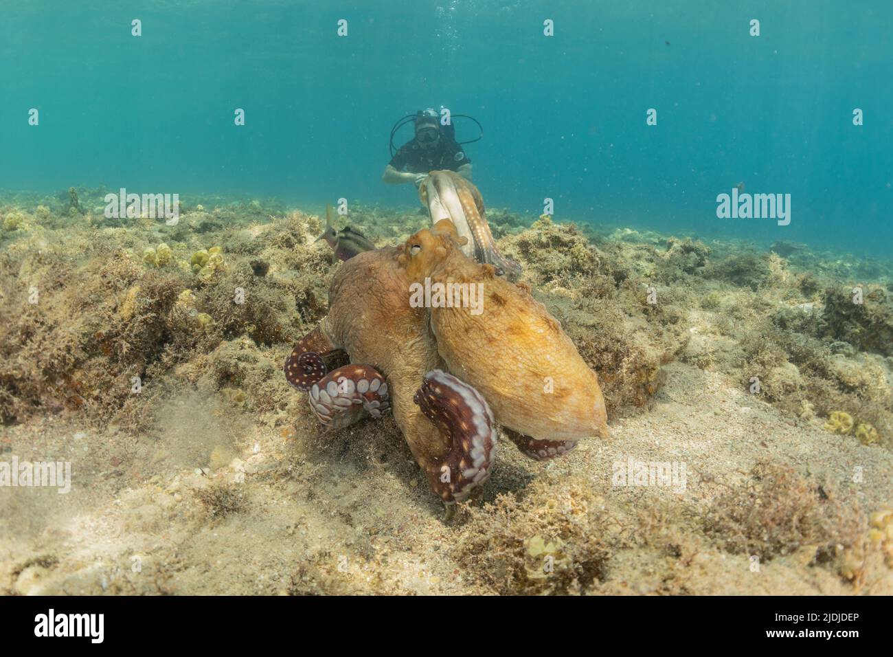 Octopus king of camouflage in the Red Sea, Eilat Israel Stock Photo - Alamy