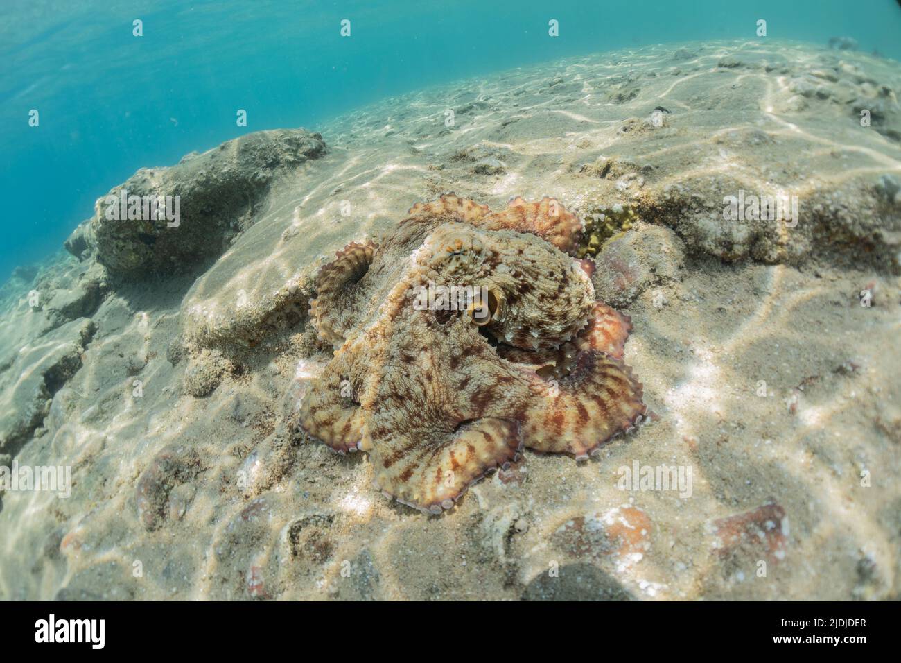 Octopus king of camouflage in the Red Sea, Eilat Israel Stock Photo - Alamy