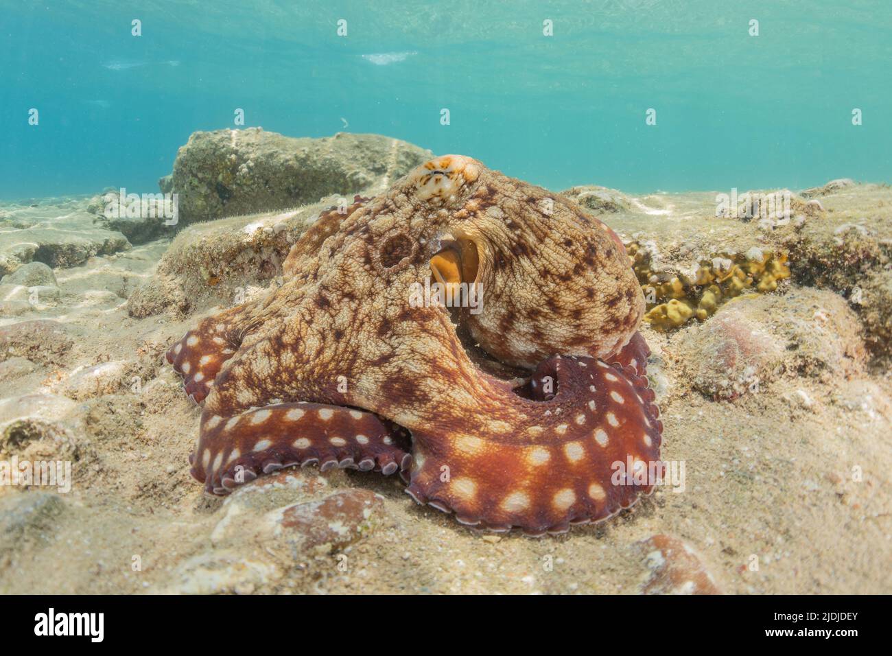 Octopus king of camouflage in the Red Sea, Eilat Israel Stock Photo - Alamy