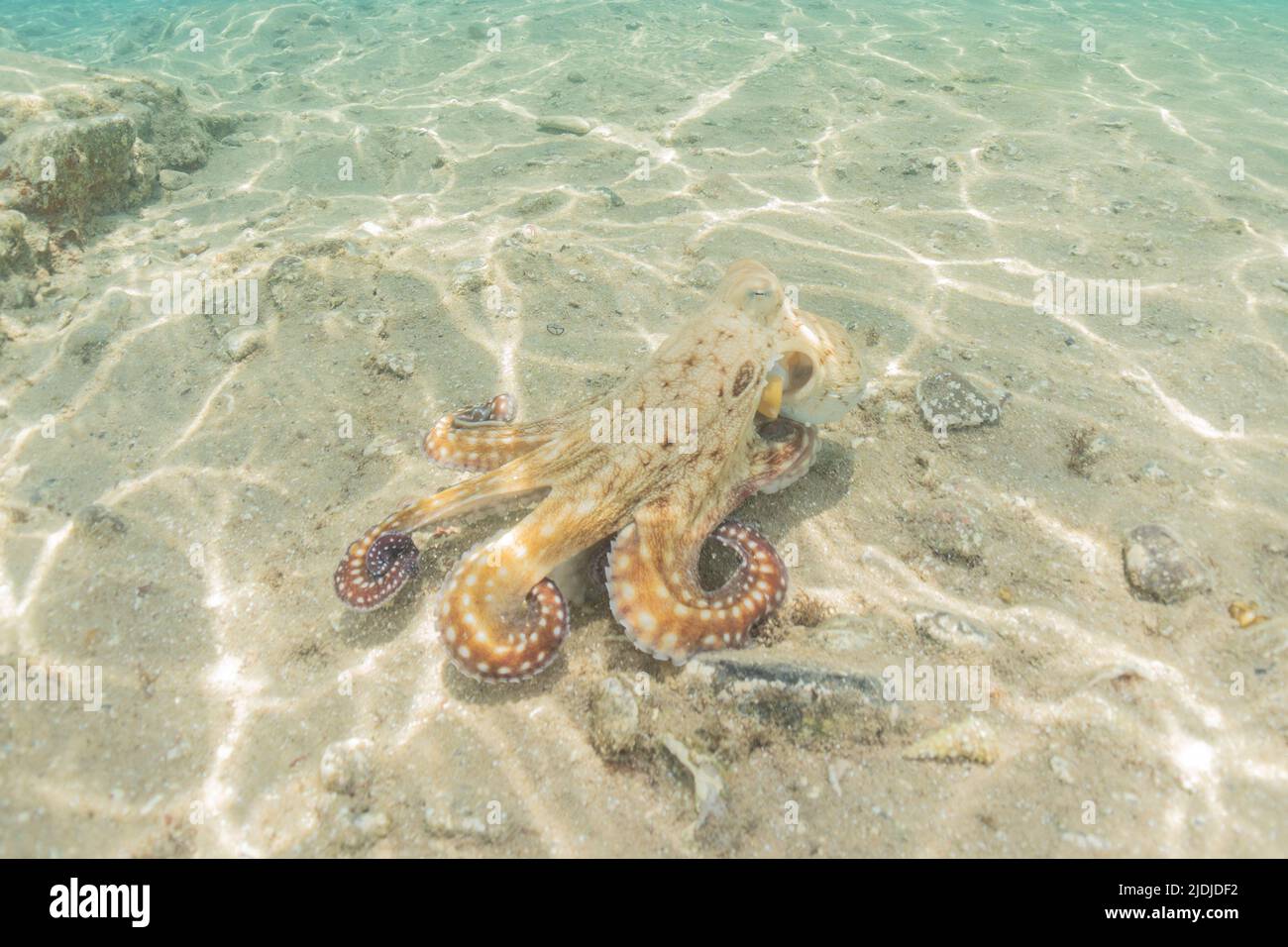 Octopus king of camouflage in the Red Sea, Eilat Israel Stock Photo - Alamy