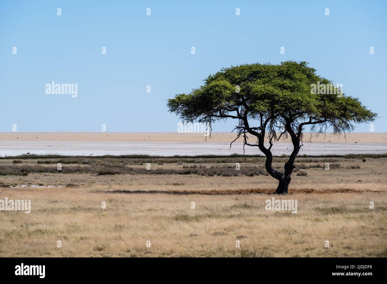 Large Acacia tree in the open savanna plains of Namibia Stock Photo - Alamy
