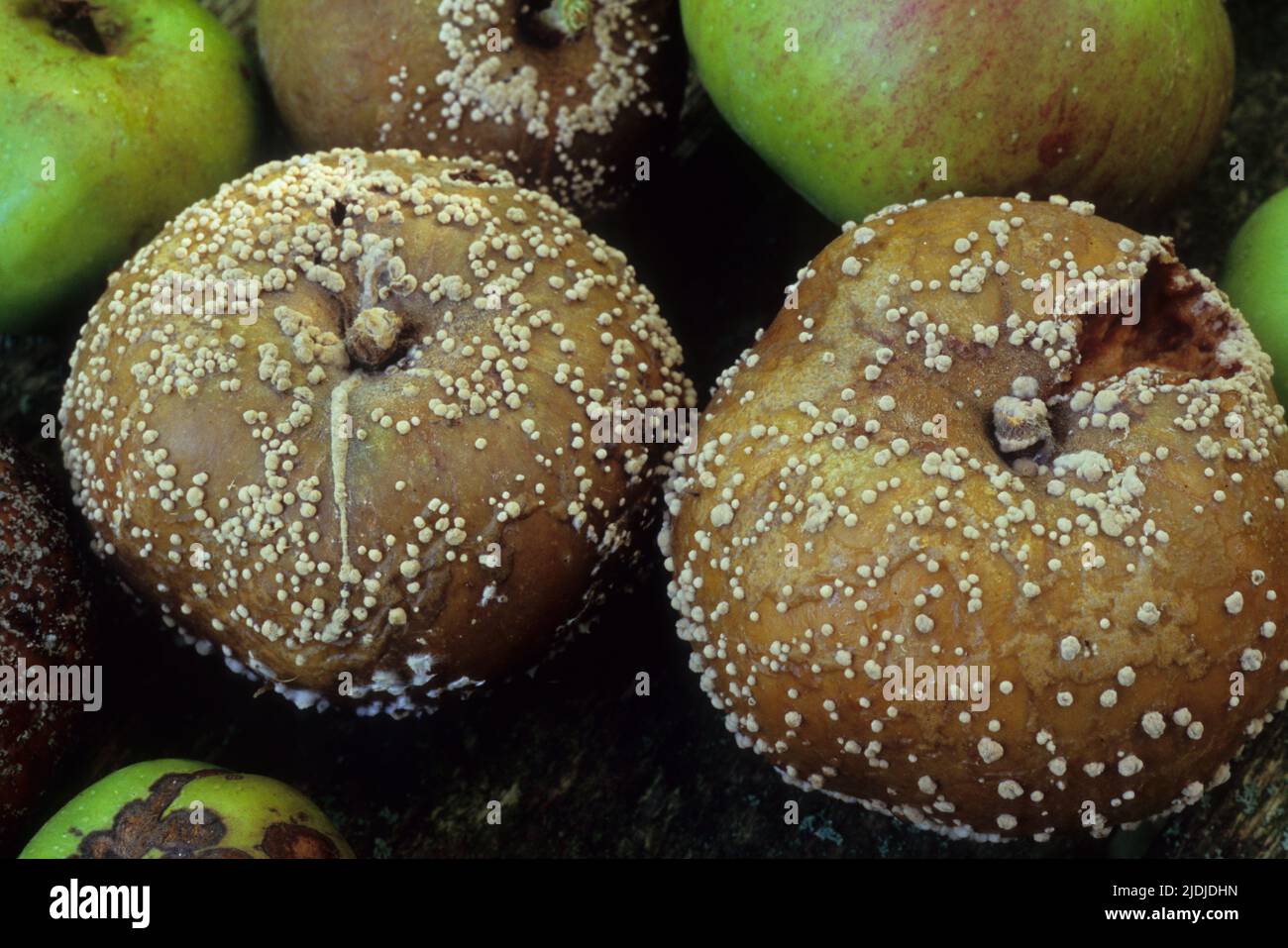 Eating rotting fruit hi-res stock photography and images - Alamy