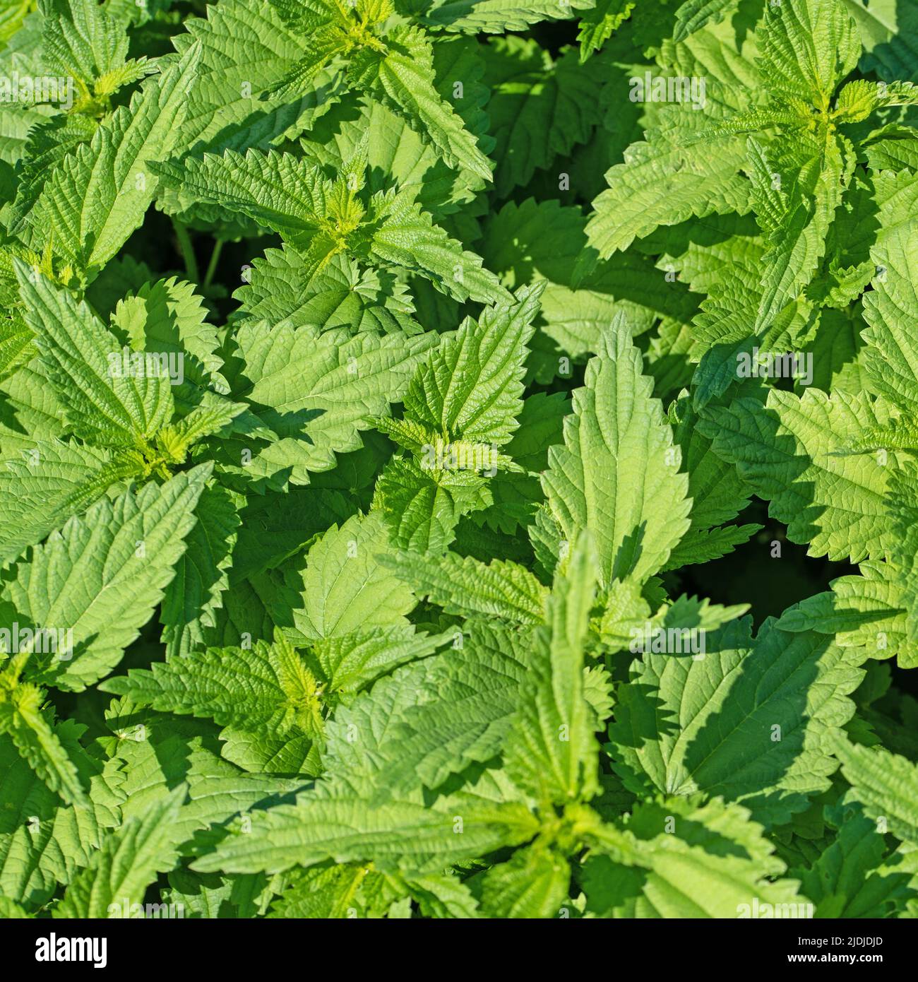 Nettle plants useful plant plants hi-res stock photography and images ...