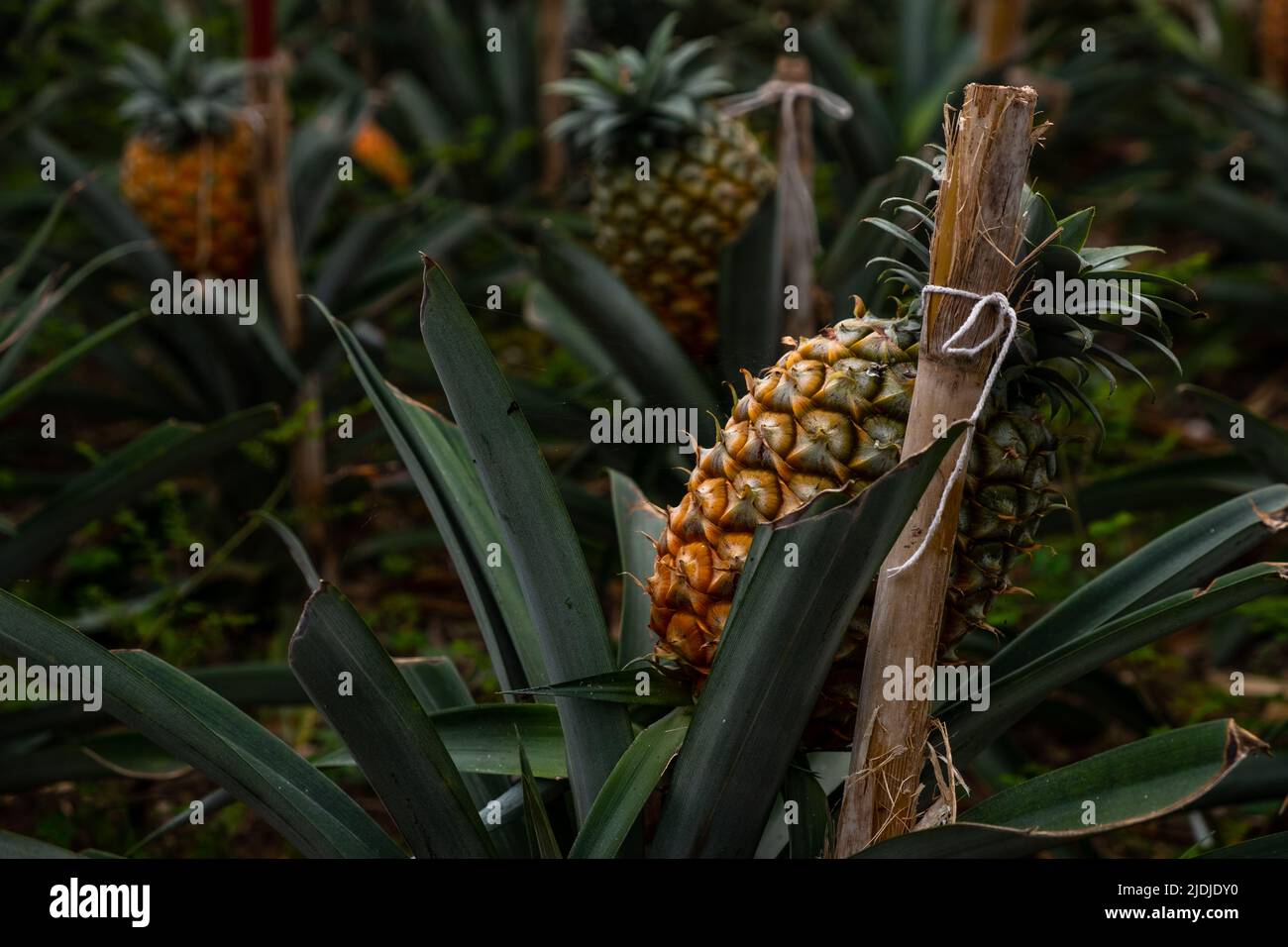 One ripening Pineapple fruit in focus on a Traditional Azorean ...