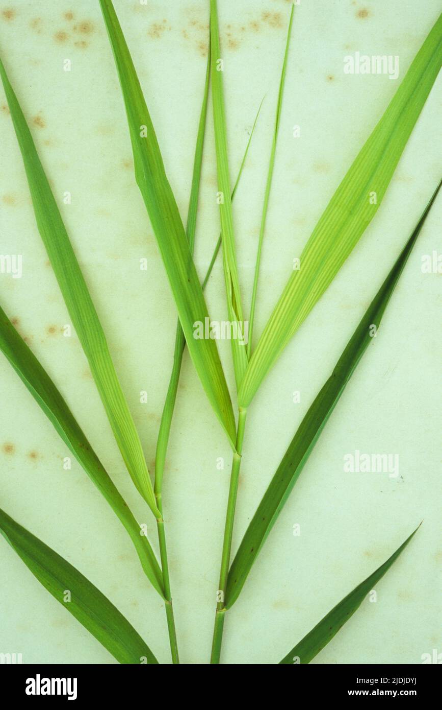Two stems of fresh spring green Common reed or Phragmites australis ...