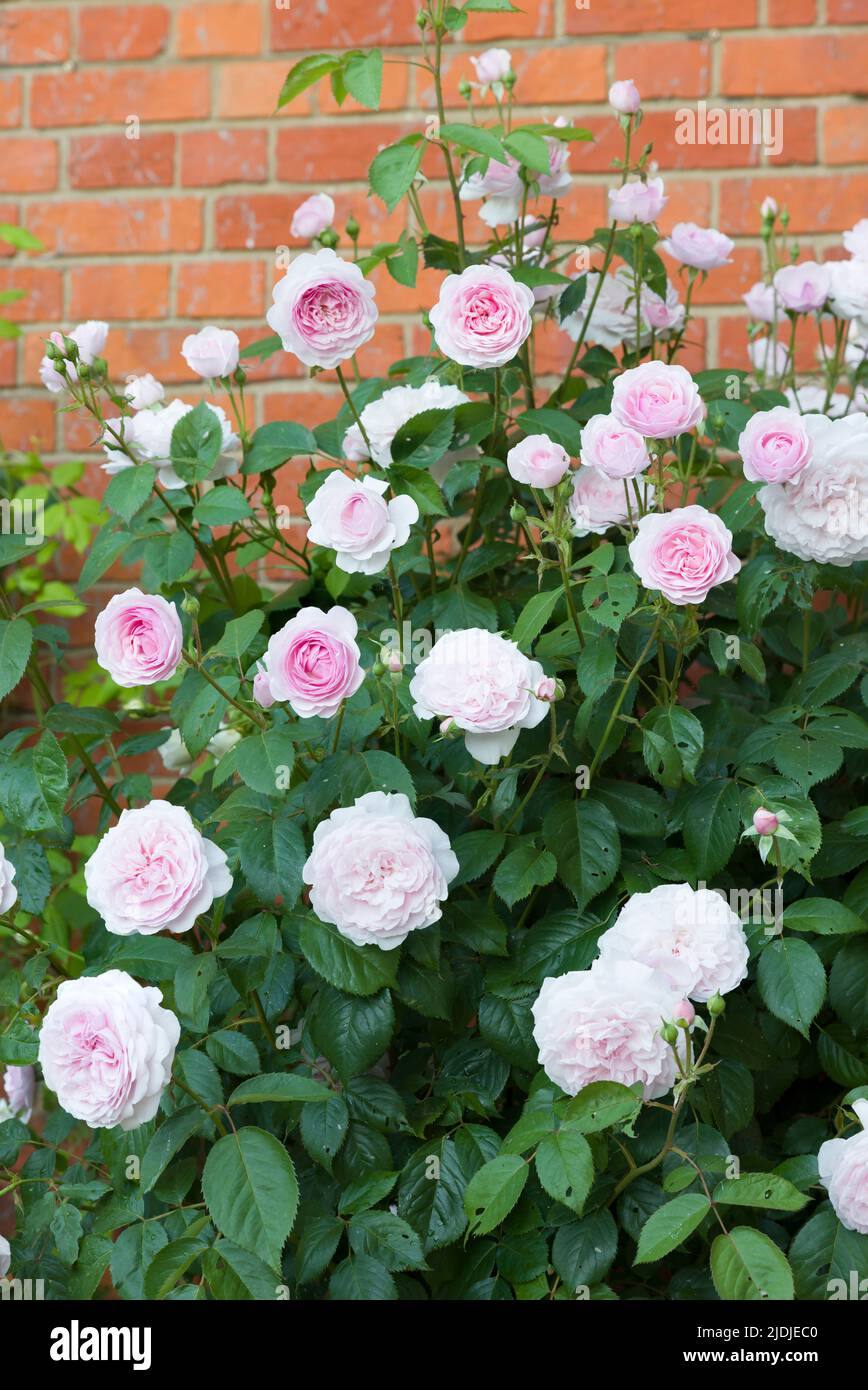 Shrub rose bush, plant with pink roses growing against a wall in a UK ...