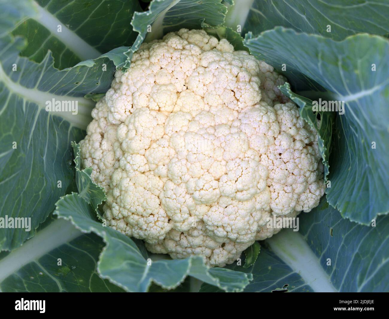 Top view of cauliflower growing in garden, closeup of home planted ...