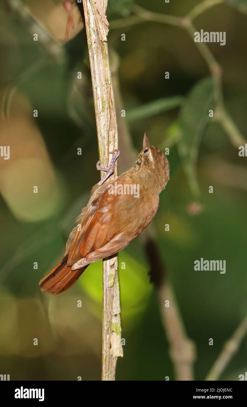 Plain Xenops (Xenops genibarbis ridgwayi) adult clinging to dead stem Osa Peninsula, Costa Rica ...