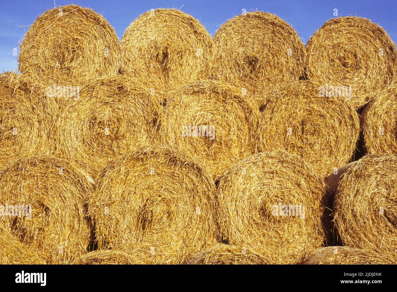 Circular bales of farmyard straw stacked under clear blue sky Stock ...