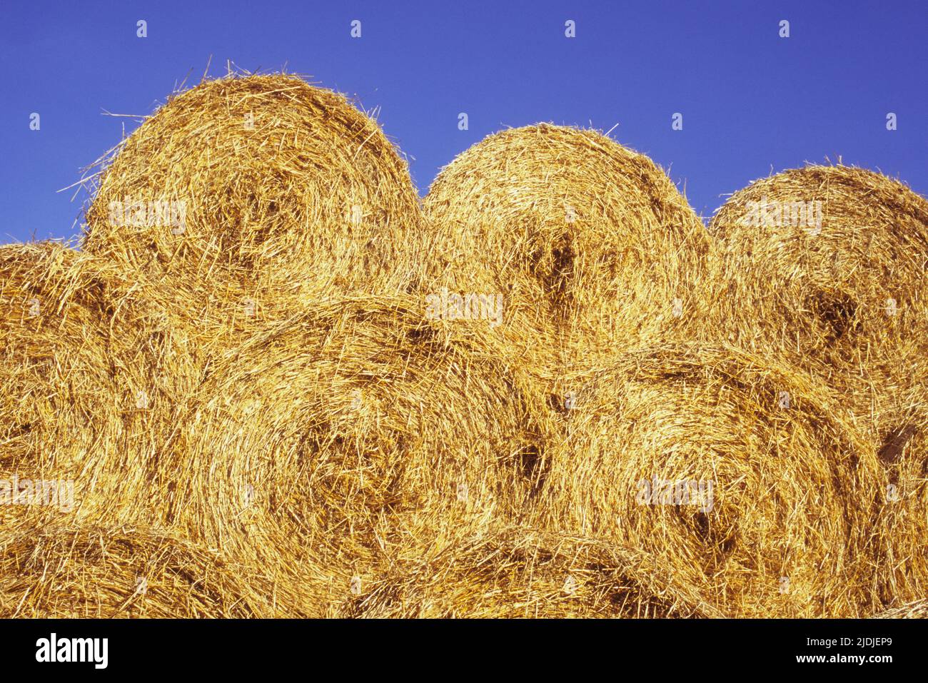 Circular bales of farmyard straw stacked under clear blue sky Stock ...