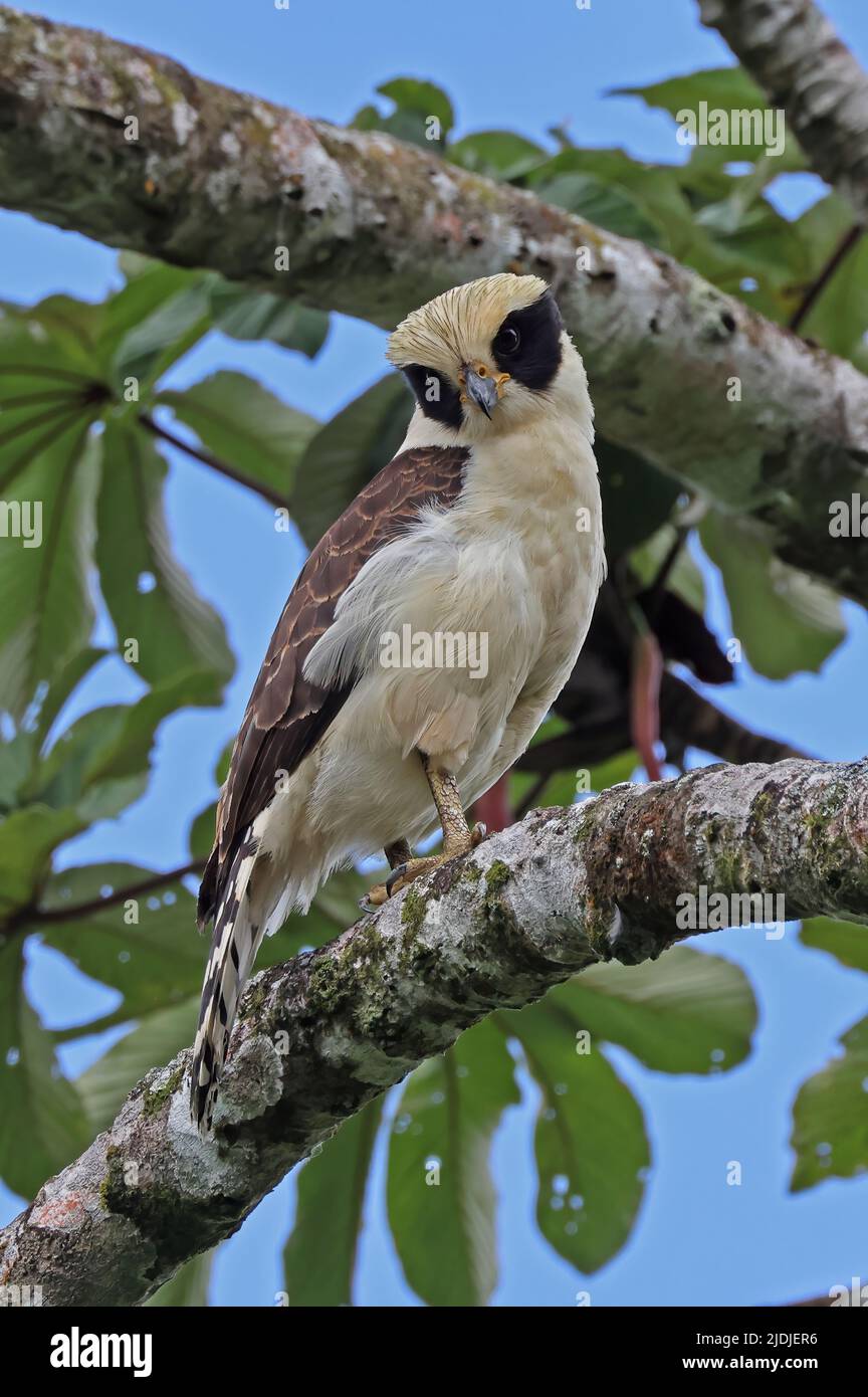 Laughing hawk hi-res stock photography and images - Alamy