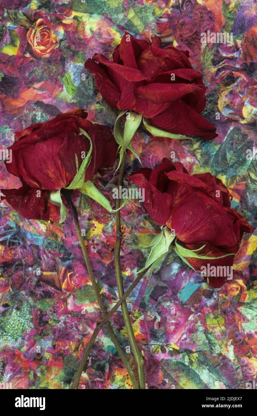 Three dried deep red roses lying with their stems on dish with complex ...