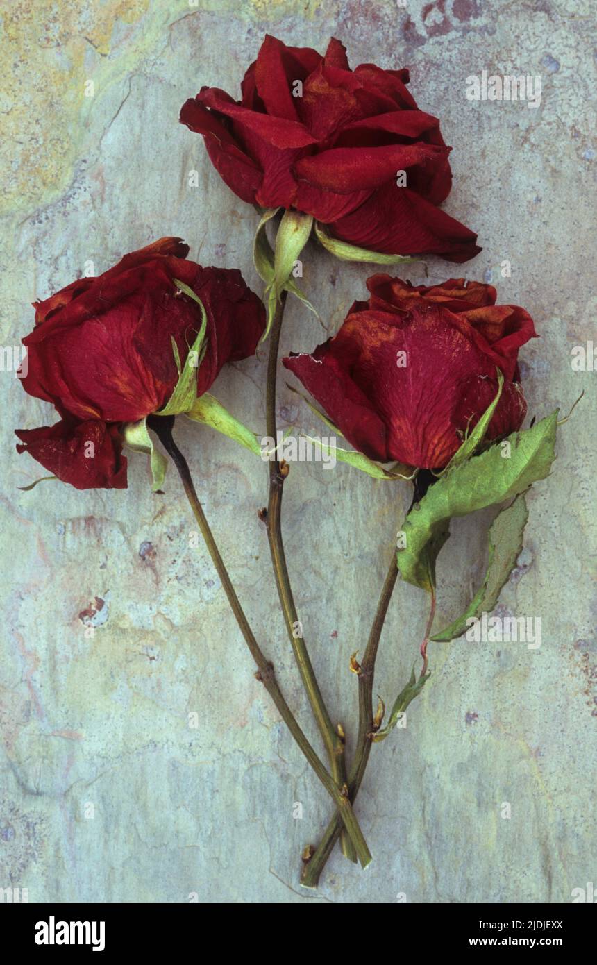 Three dried deep red roses lying with their stems and leaves on marbled ...