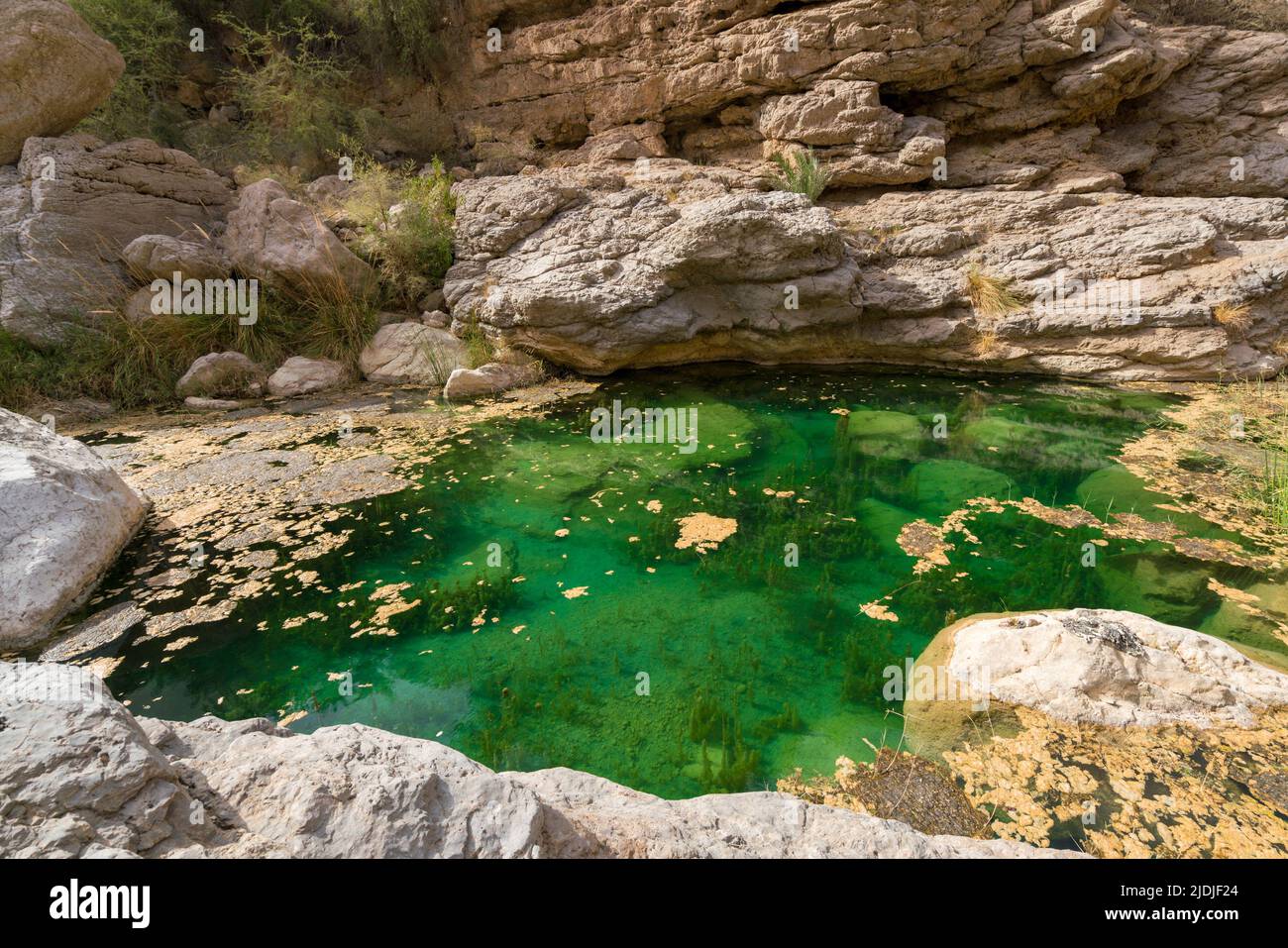 Emerald Green freshwater pond in the gorge of Wadi Tiwi in Oman. Wadi ...