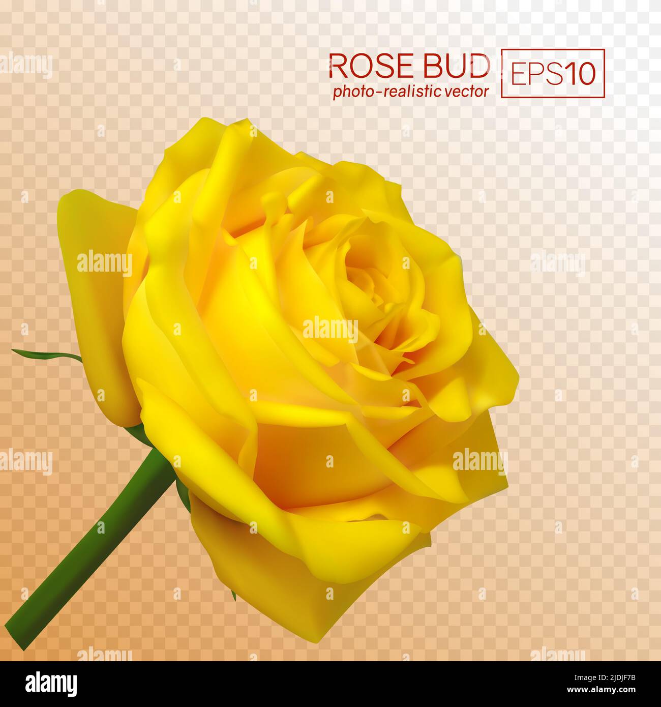 Realistic vector yellow rose on transparent background Stock Vector ...