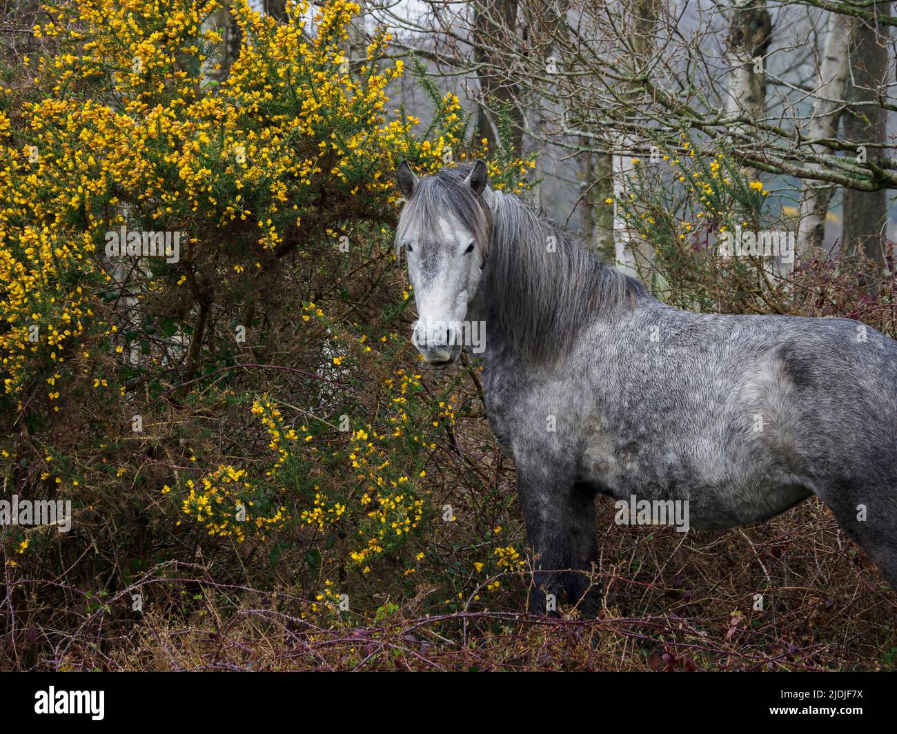 A New Forest pony eating Gorse, The New Forest, Hampshire, UK Stock ...