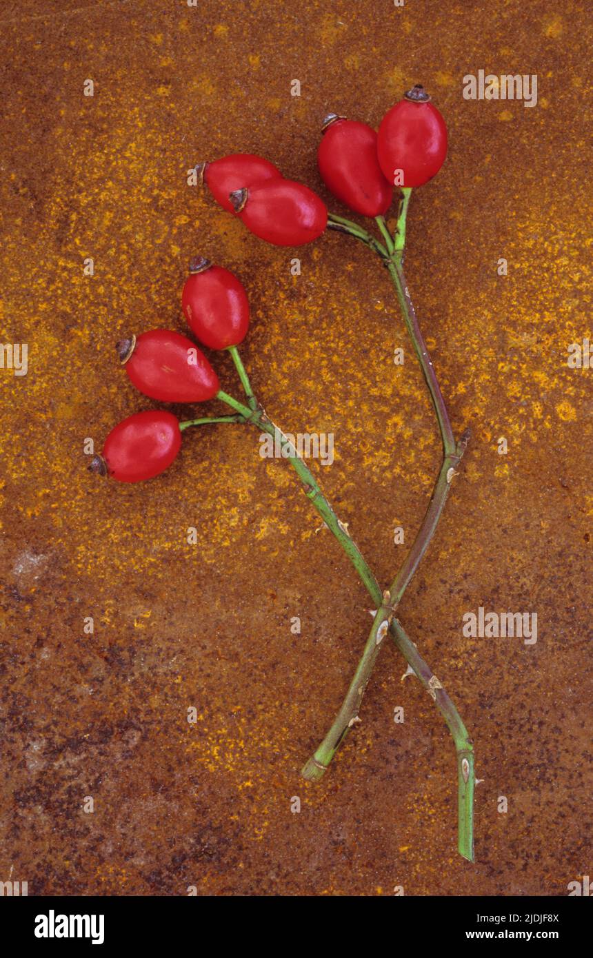 Two stems of Dog rose or Rosa canina lying with their ripe shiny red ...