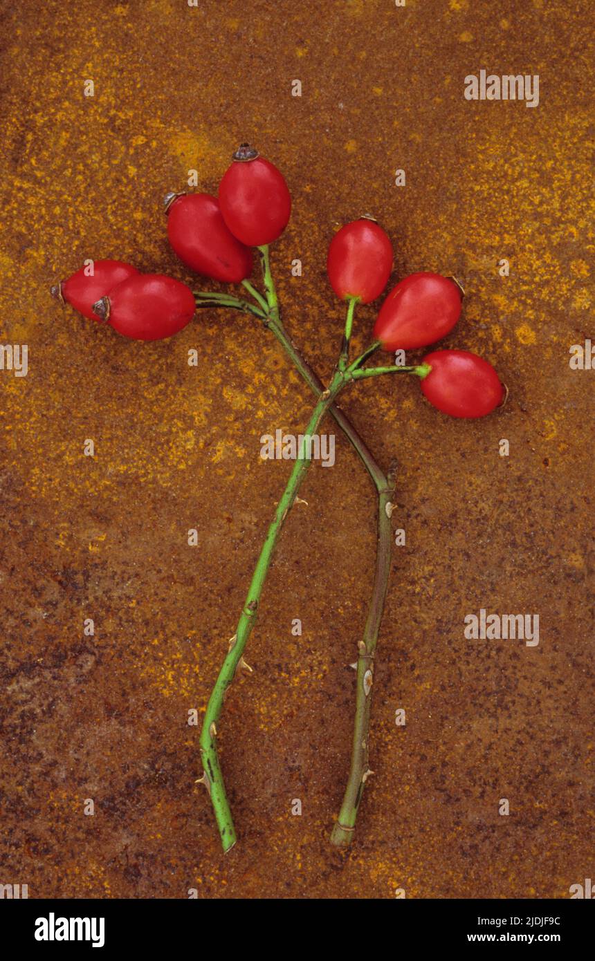 Two stems of Dog rose or Rosa canina lying with their ripe shiny red ...