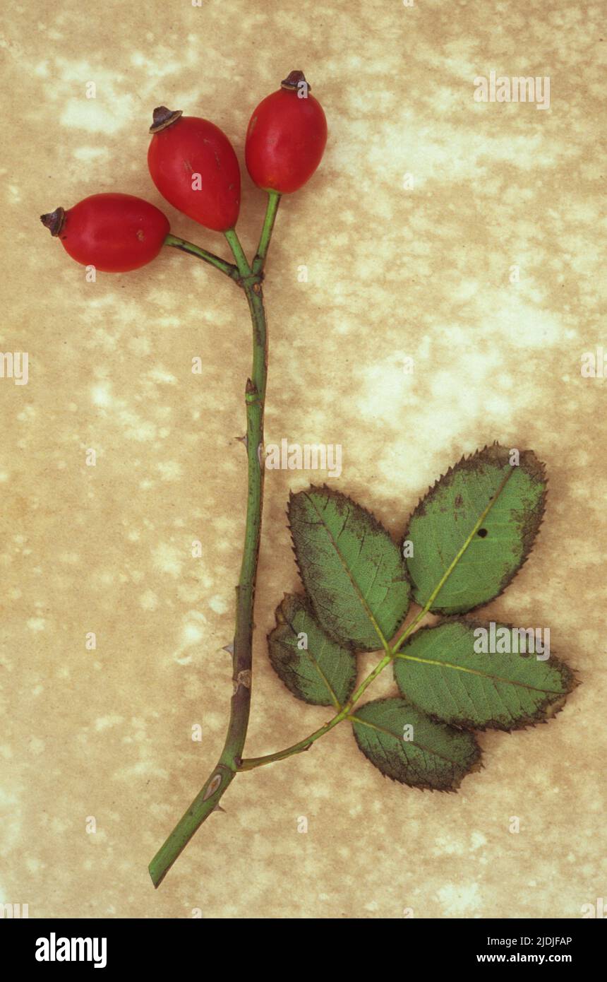 Rosa canina hedge fruit berries hi-res stock photography and images - Alamy