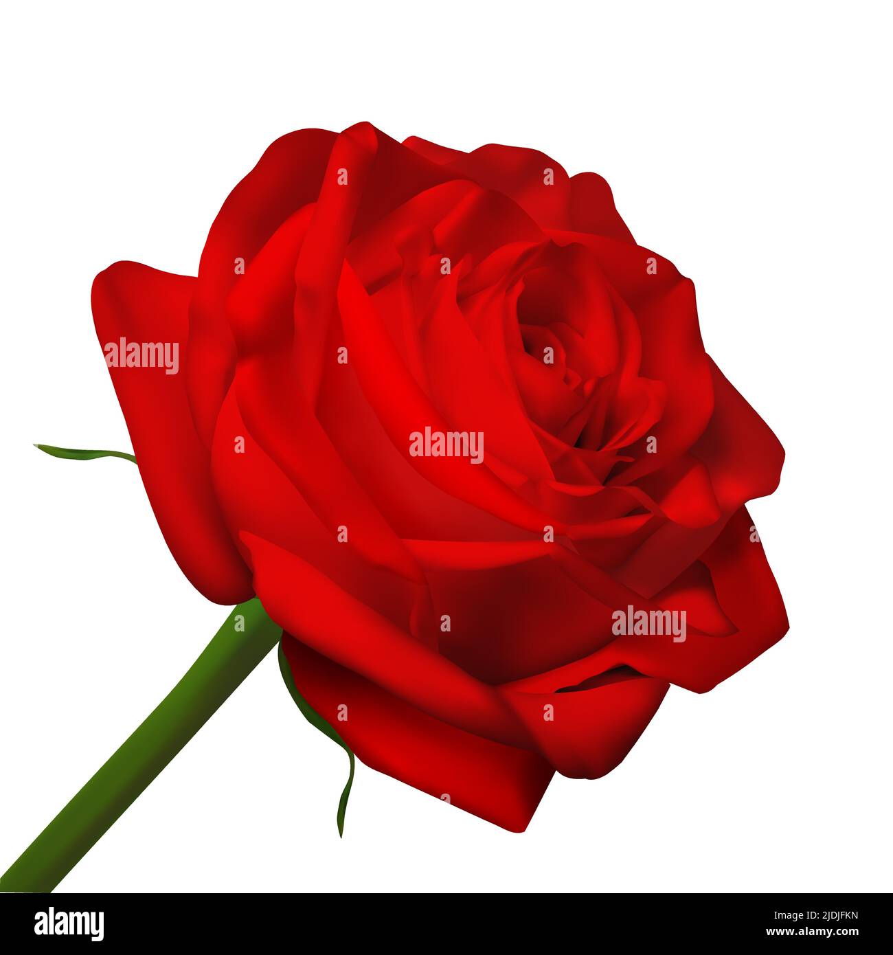 Realistic vector yellow rose on white background Stock Vector Image ...