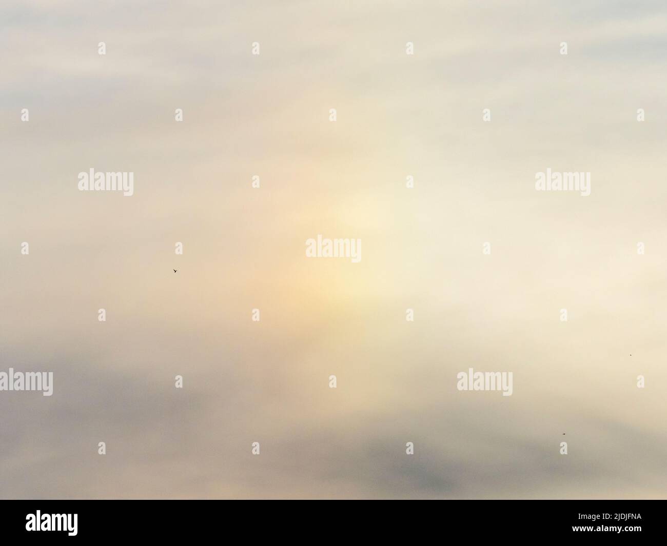 Common Swifts flying in front of rainbow coloured clouds over Ambleside ...