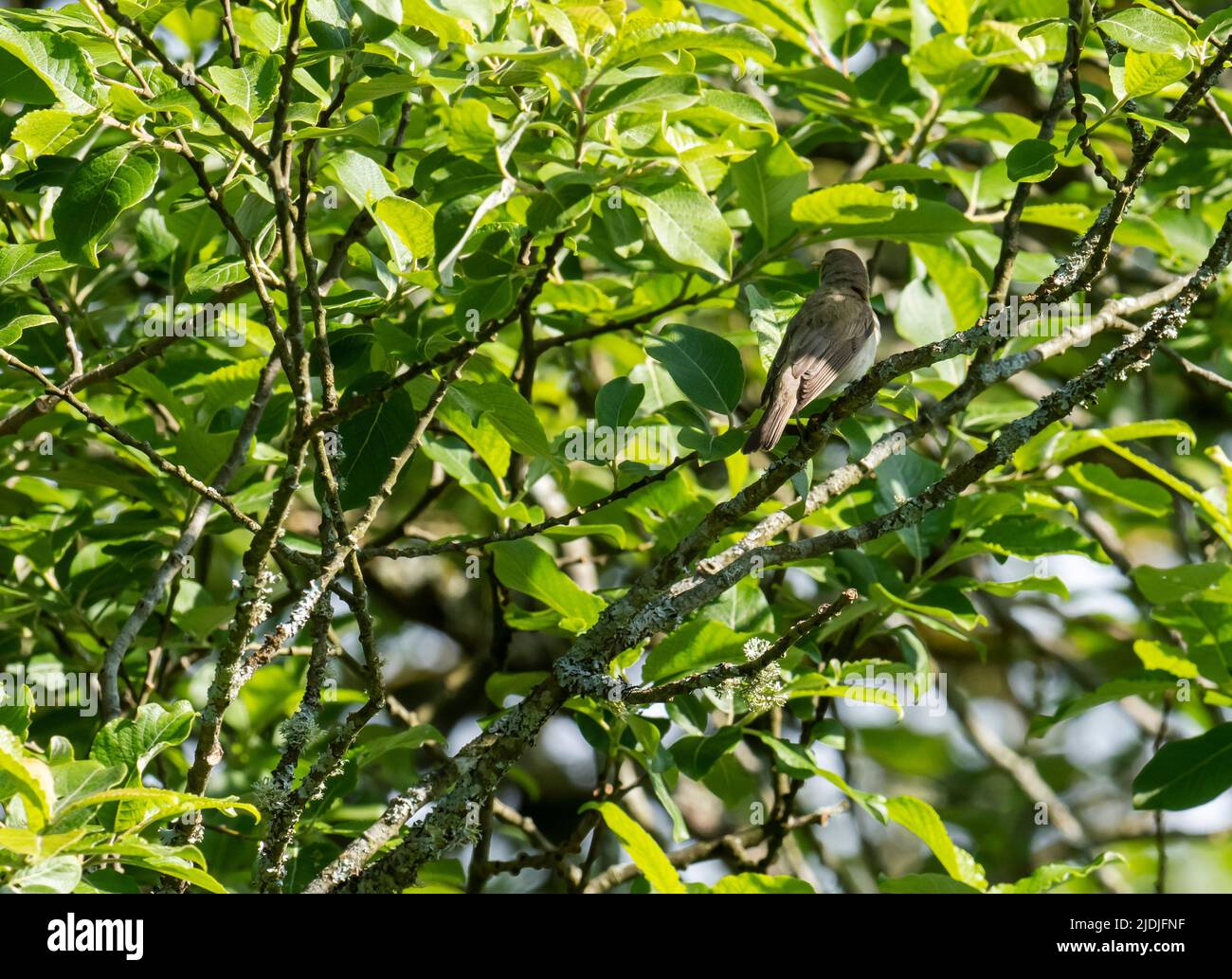 A Garden Warbler, Sylvia borin in Ambleside, Lake District, UK Stock ...