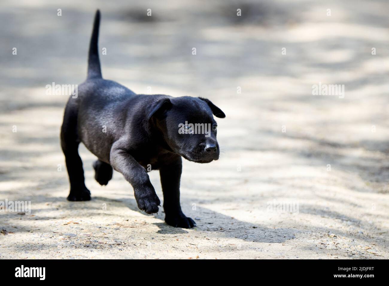 Cane Corso Beautiful Puppy. Italian breed Cane Corso dog Stock Photo ...