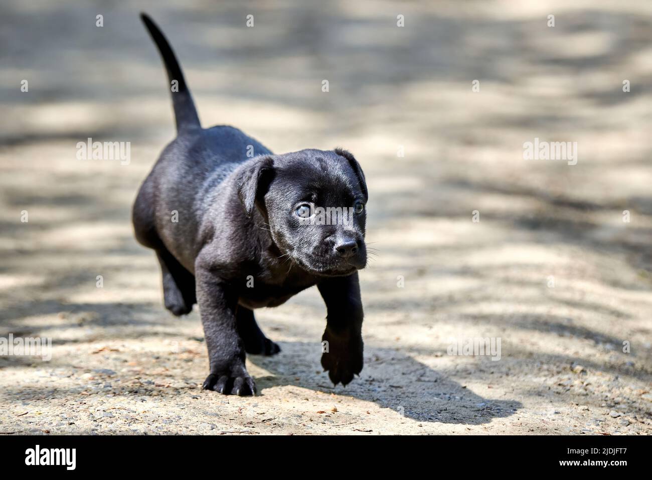 Cane Corso Beautiful Puppy. Italian breed Cane Corso dog Stock Photo ...