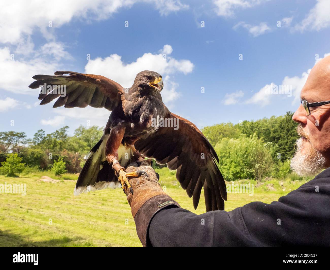 A Harris Hawk, Parabuteo unicinctus at a bird of prey sanctuary in ...