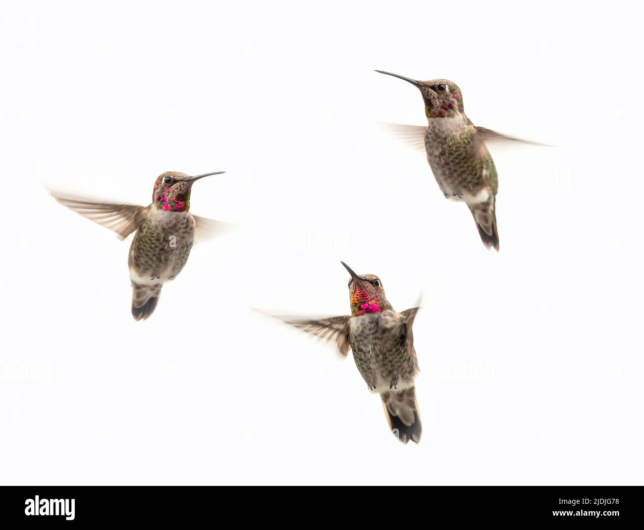 Female anna hummingbird Cut Out Stock Images & Pictures - Alamy