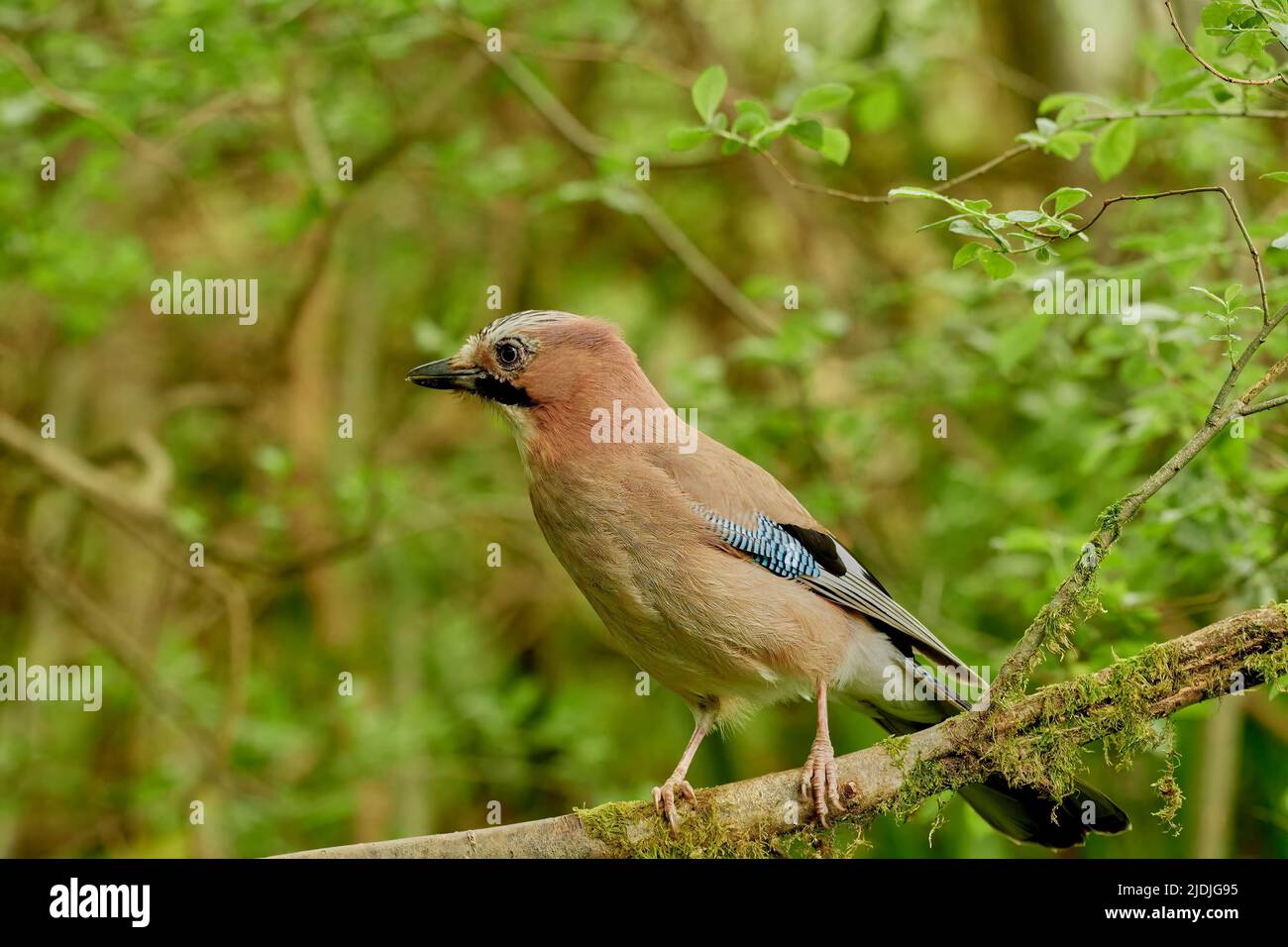Eurasian jay bird scotland hi-res stock photography and images - Alamy