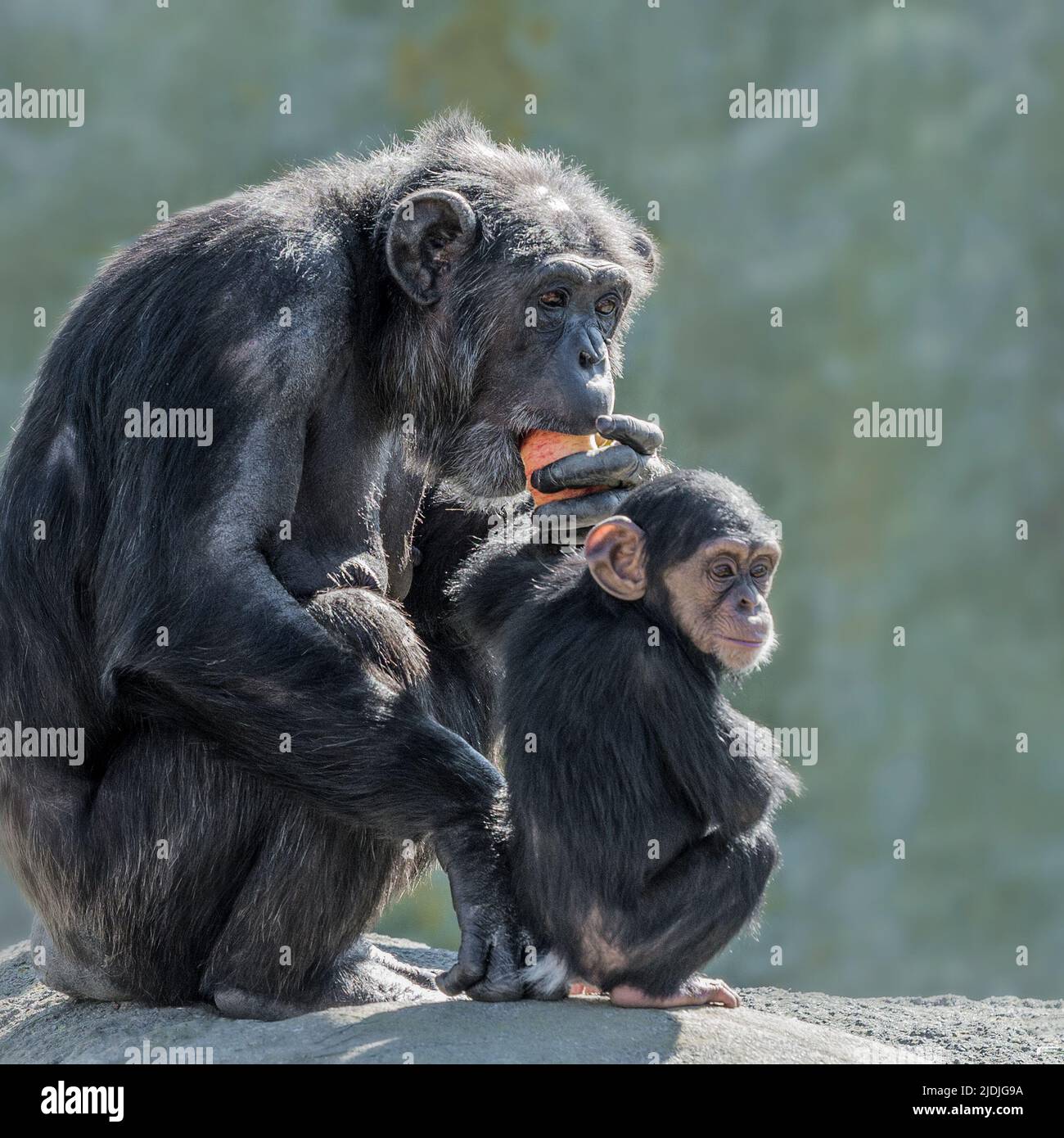 A chimpanzee mother sitting with baby - eating an apple Stock Photo - Alamy