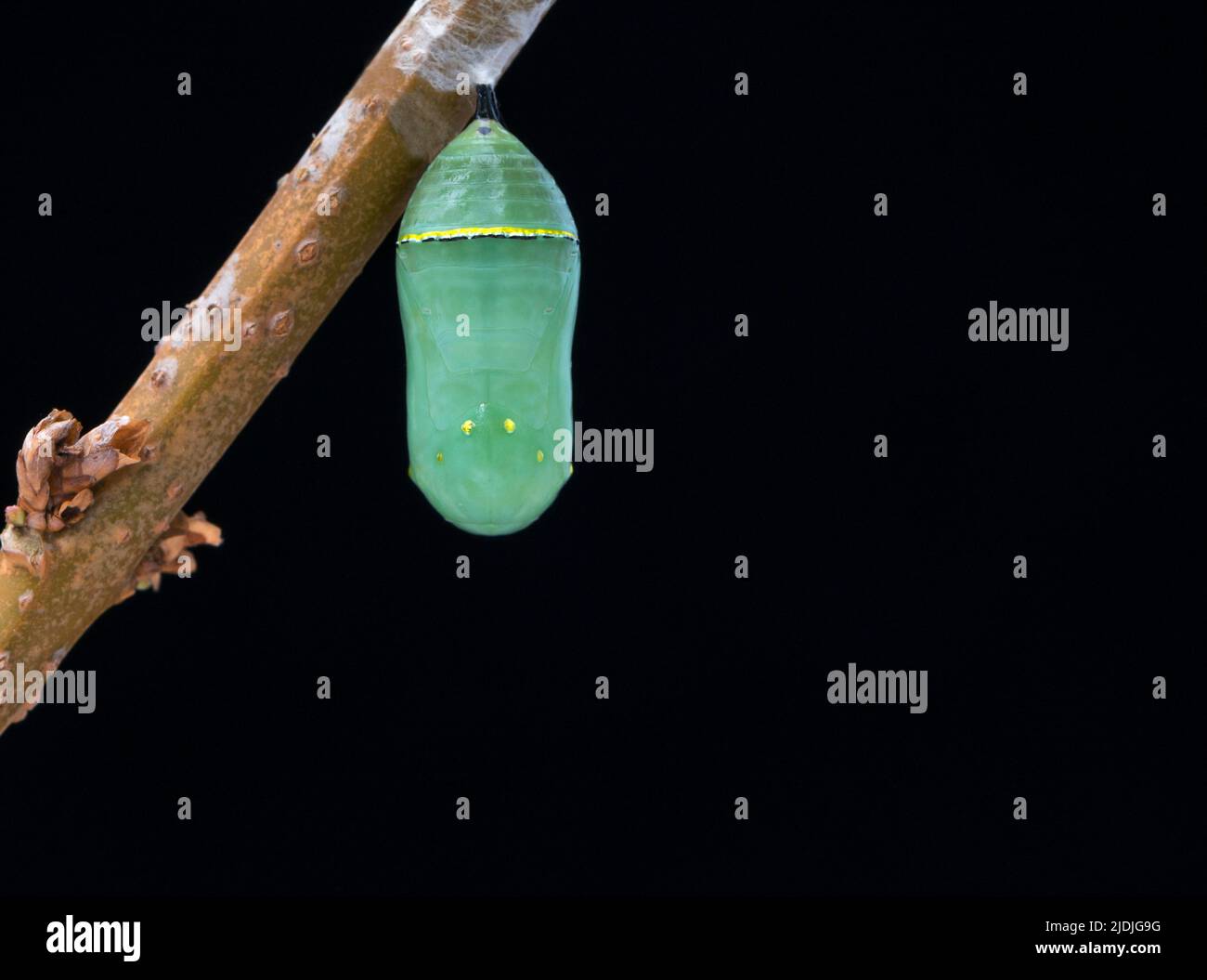 Macro of a bright vibrant green monarch butterfly chrysalis hanging ...