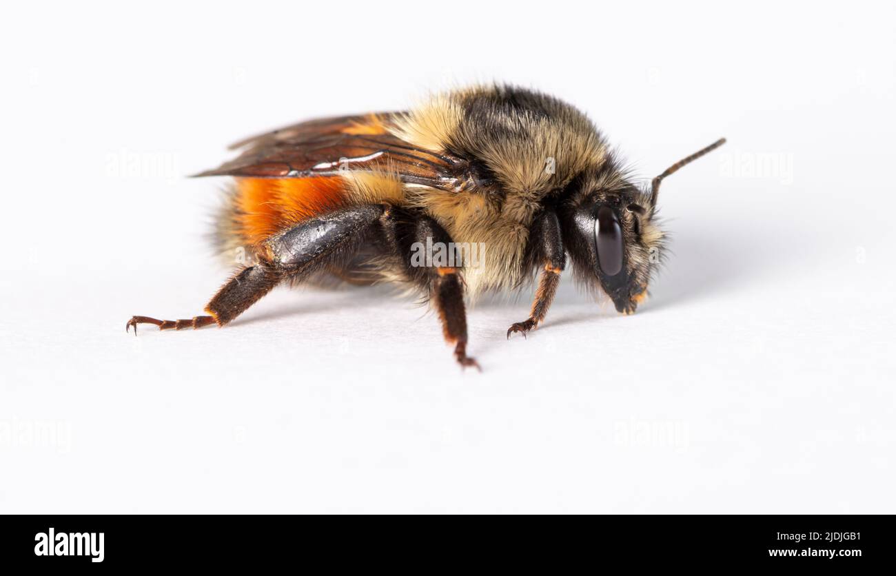 Bumble bee side view Cut Out Stock Images & Pictures - Alamy