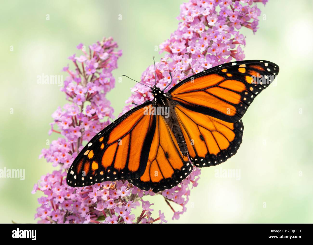 Close up of a male monarch butterfly (danaus plexippus) feeding on a ...