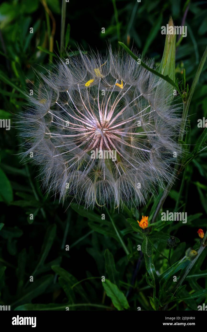Dandelion seeds on a blurry green background in Poland Stock Photo - Alamy