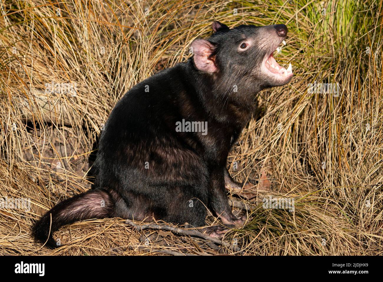 Angry Tasmanian Devil