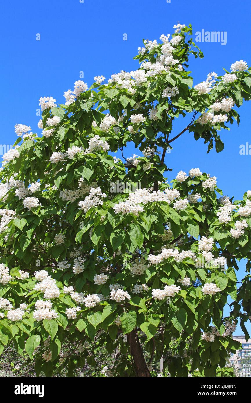 Catalpa tree is a decorative tree used in landscaping due to its showy ...