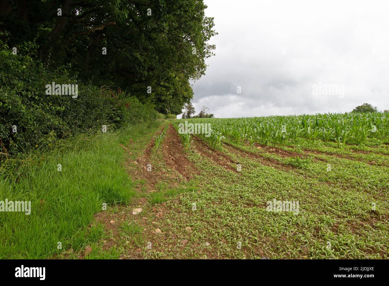 field edge of corn and trees Stock Photo - Alamy
