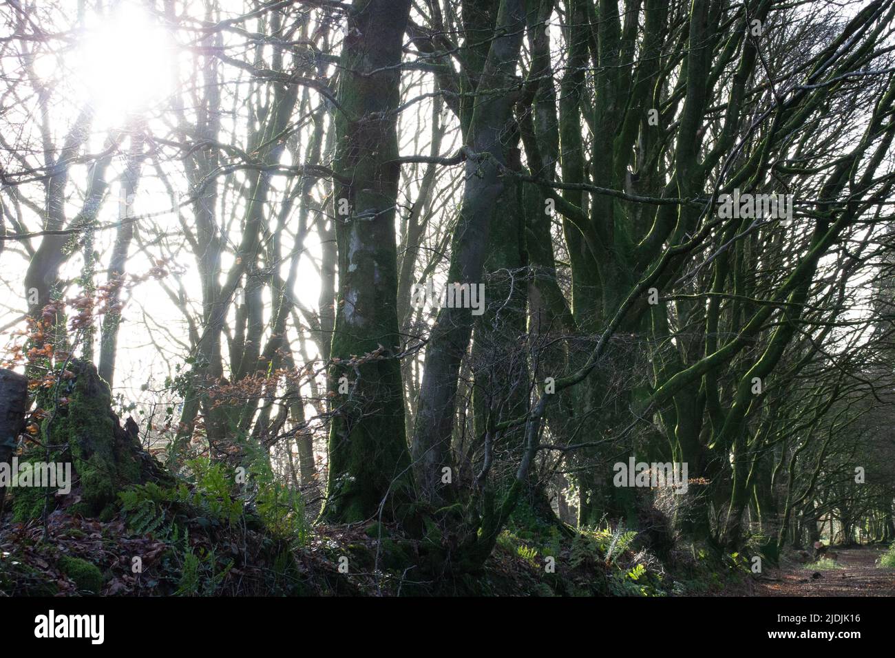 Beech trees in agricultural hi-res stock photography and images - Alamy