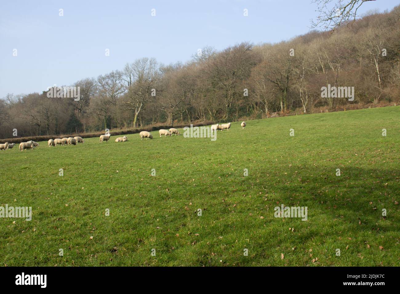 North Devon farm land with fields, hedges and sheep Stock Photo - Alamy