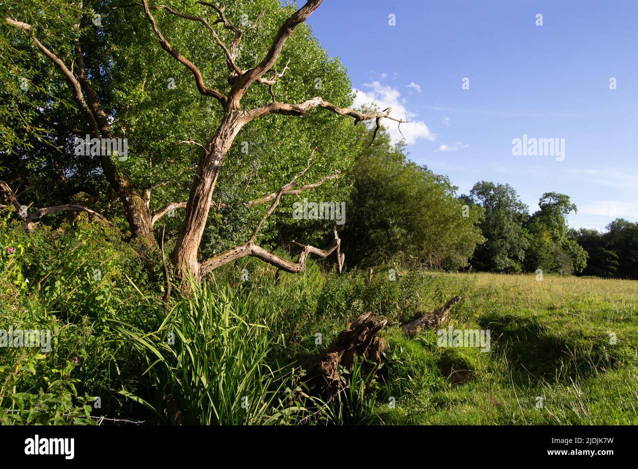 old dead tree and stump surrounded by wild flowers and barbed wire ...