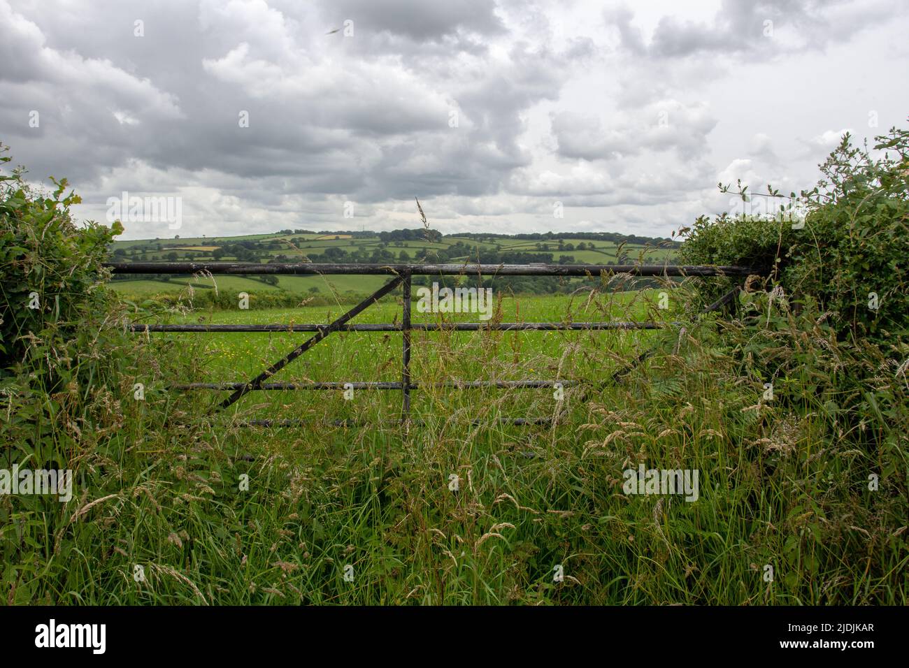 old metal farm gate with weeds growing and a green field in the ...