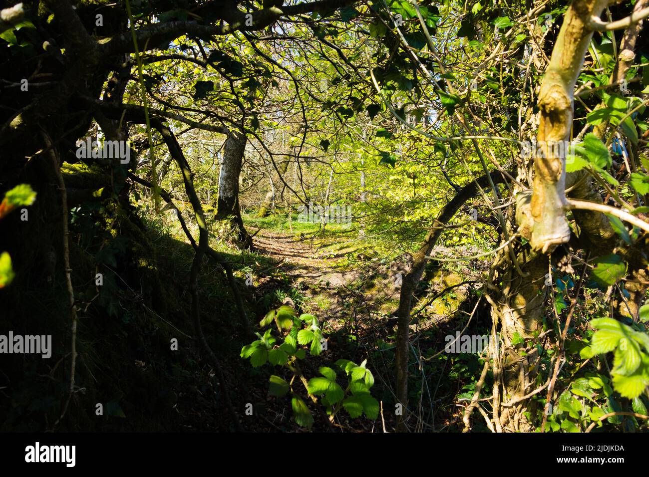 path going through woodland as seen through a gap in the hedge Stock ...