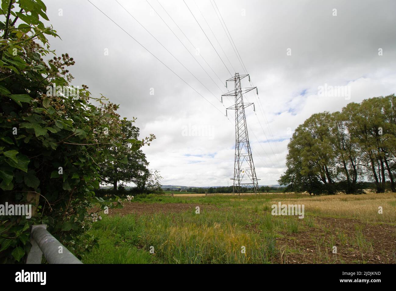 trees with a corn field, pylon gate and trees Stock Photo - Alamy