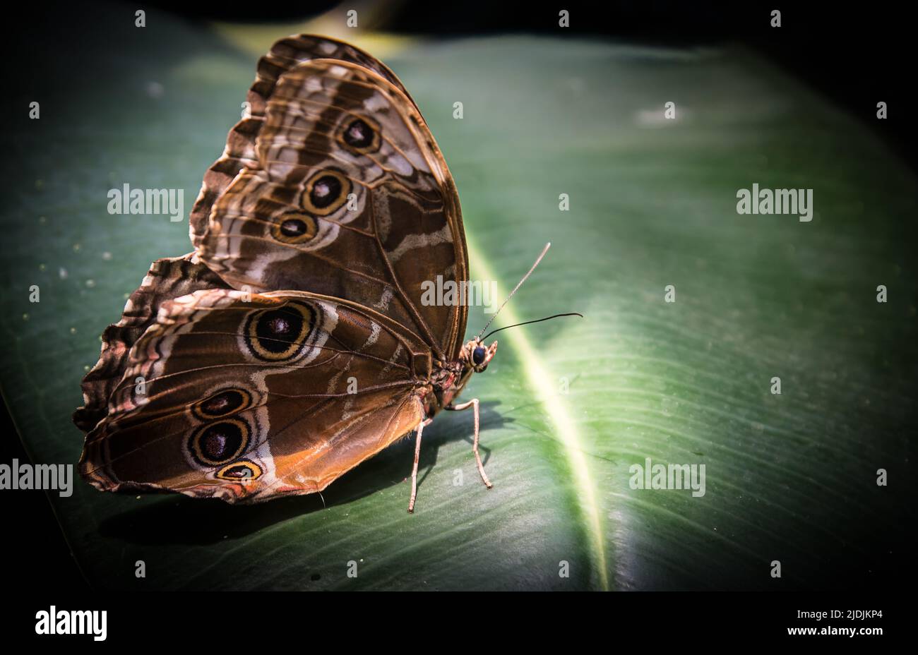 Large moth rests on a Leaf Stock Photo - Alamy