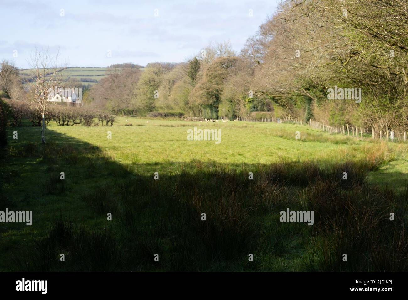 typical bucolic Devon landscape of tree line, fences and green fields ...
