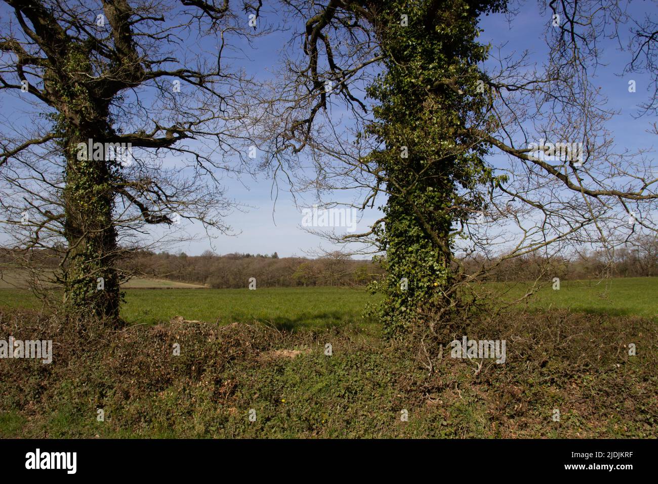 typical bucolic Devon landscape of trees, fences and green fields and a ...