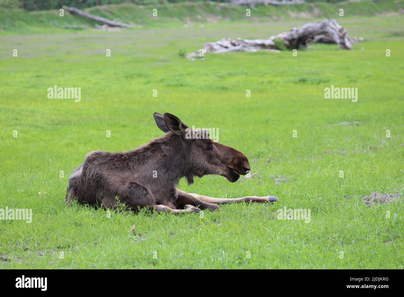 Resting alaska moose hi-res stock photography and images - Alamy
